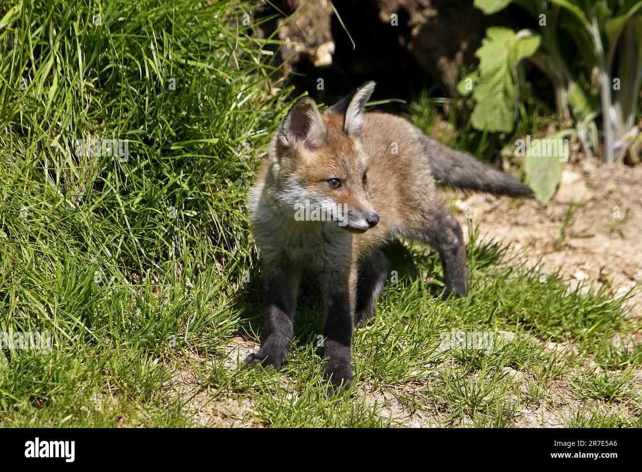 Red Fox, vulpes vulpes, Pup, Normandy in France Stock Photo - Alamy