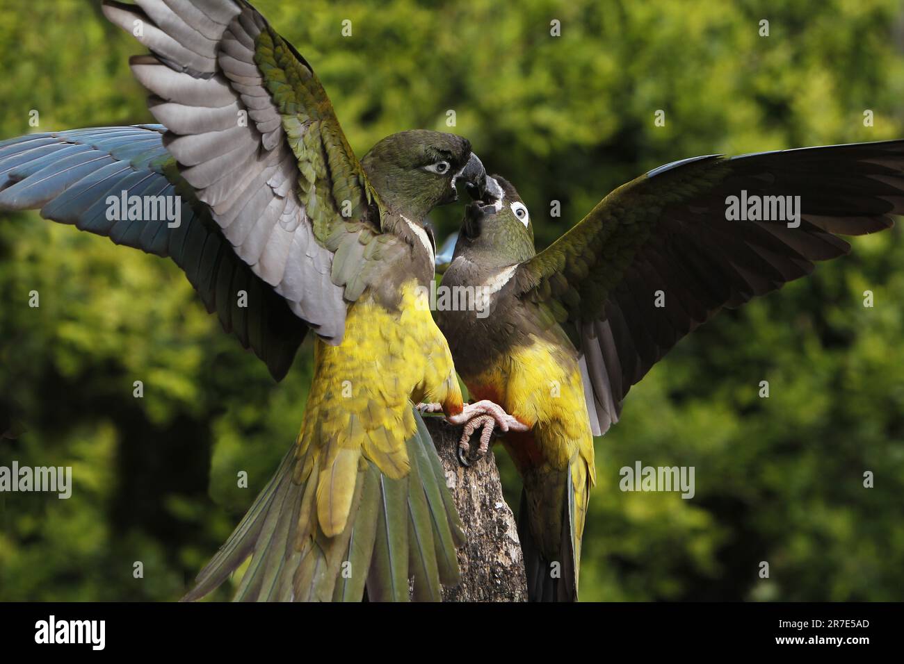 Patagonian Conure or Burrowing Parakeet, cyanoliseus patagonus bloxami ...
