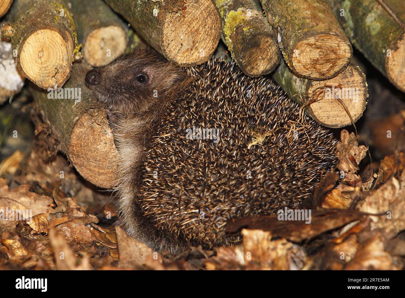 European Hedgehog, erinaceus europaeus, Adult near Stack of Wood ...