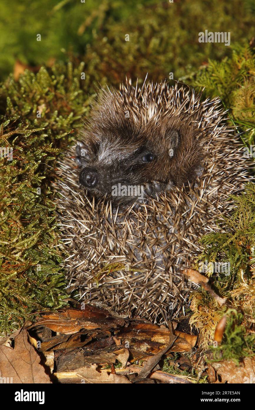 European Hedgehog, erinaceus europaeus, Adult Curled Up on Fallen ...