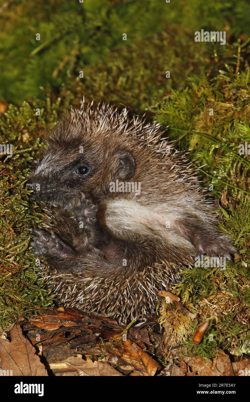 European Hedgehog, erinaceus europaeus, Adult Curled Up on Fallen ...