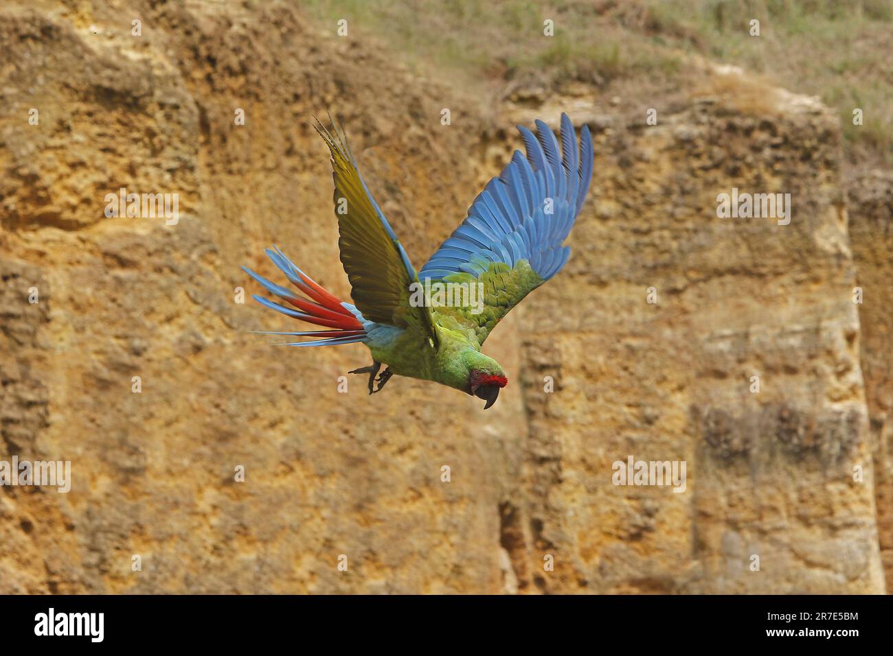 Red-fronted Macaw, ara rubrogenys, Adult in Flight Stock Photo - Alamy
