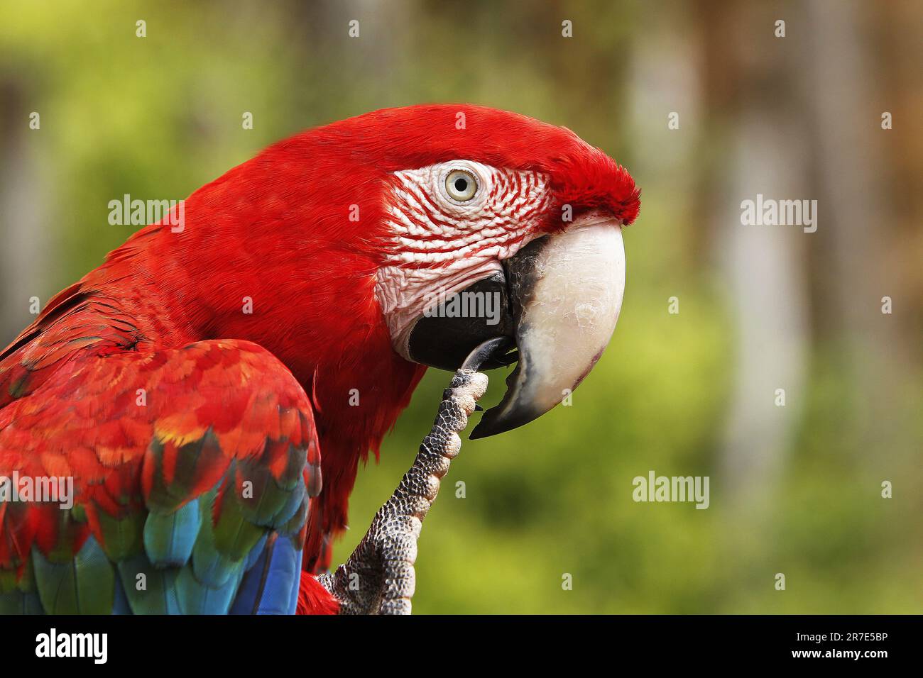 Red-and-Green Macaw, ara chloroptera, Portrait of Adult Stock Photo - Alamy
