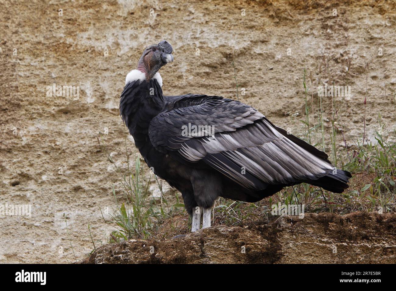 Adult male andean condor vultur gryphus hi-res stock photography and ...