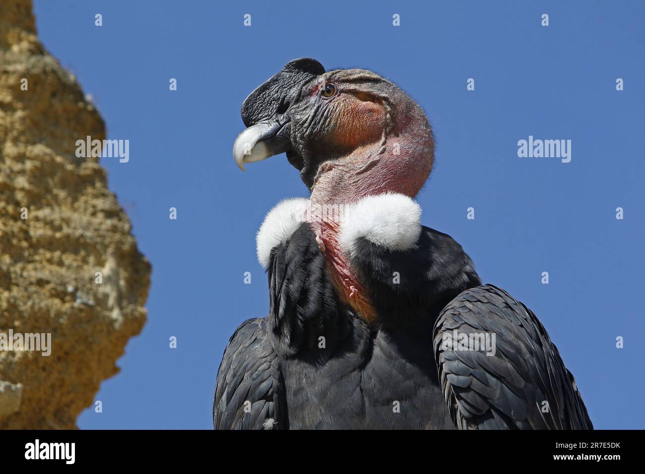 Andean Condor, vultur gryphus, Portrait of Male Stock Photo - Alamy