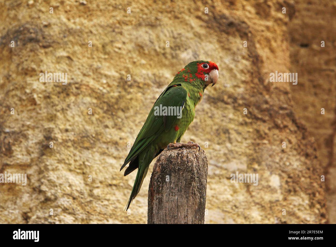 Mitred parakeet hi-res stock photography and images - Alamy