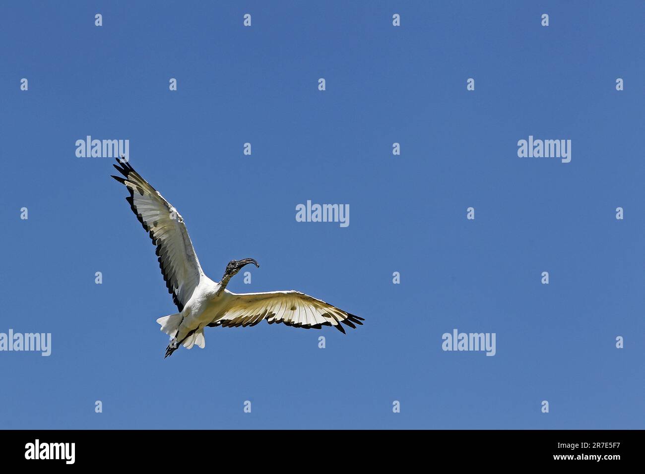 Sacred Ibis, threskiornis aethiopica, Adult in Flight Stock Photo - Alamy