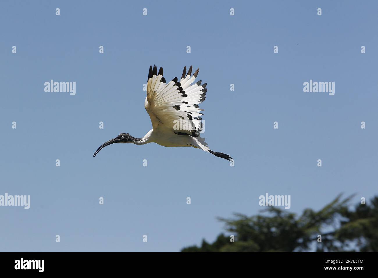 Sacred Ibis, threskiornis aethiopica, Adult in Flight Stock Photo - Alamy