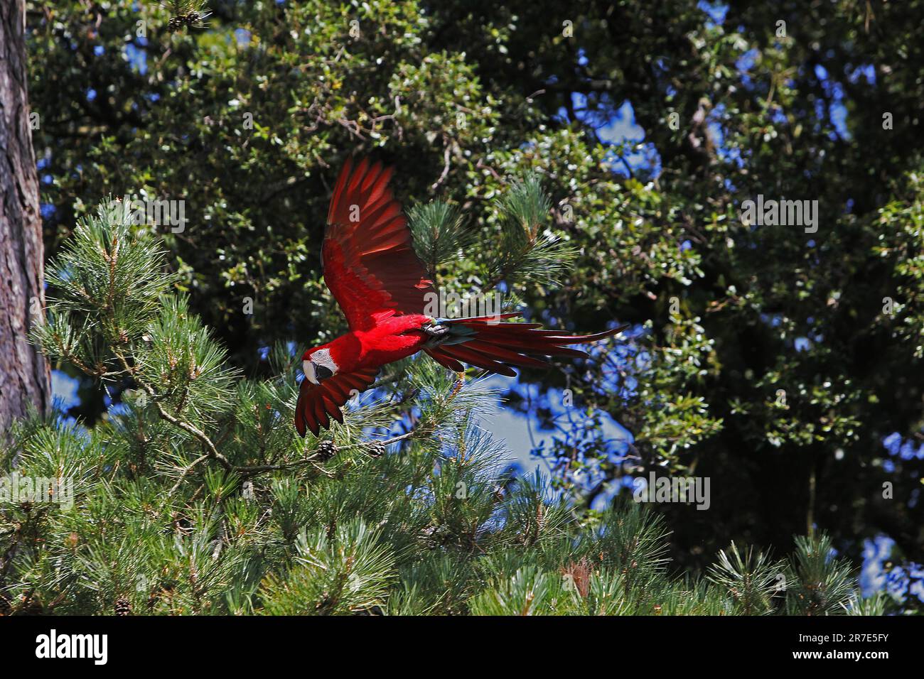 Green wing ara chloroptera hi-res stock photography and images - Alamy