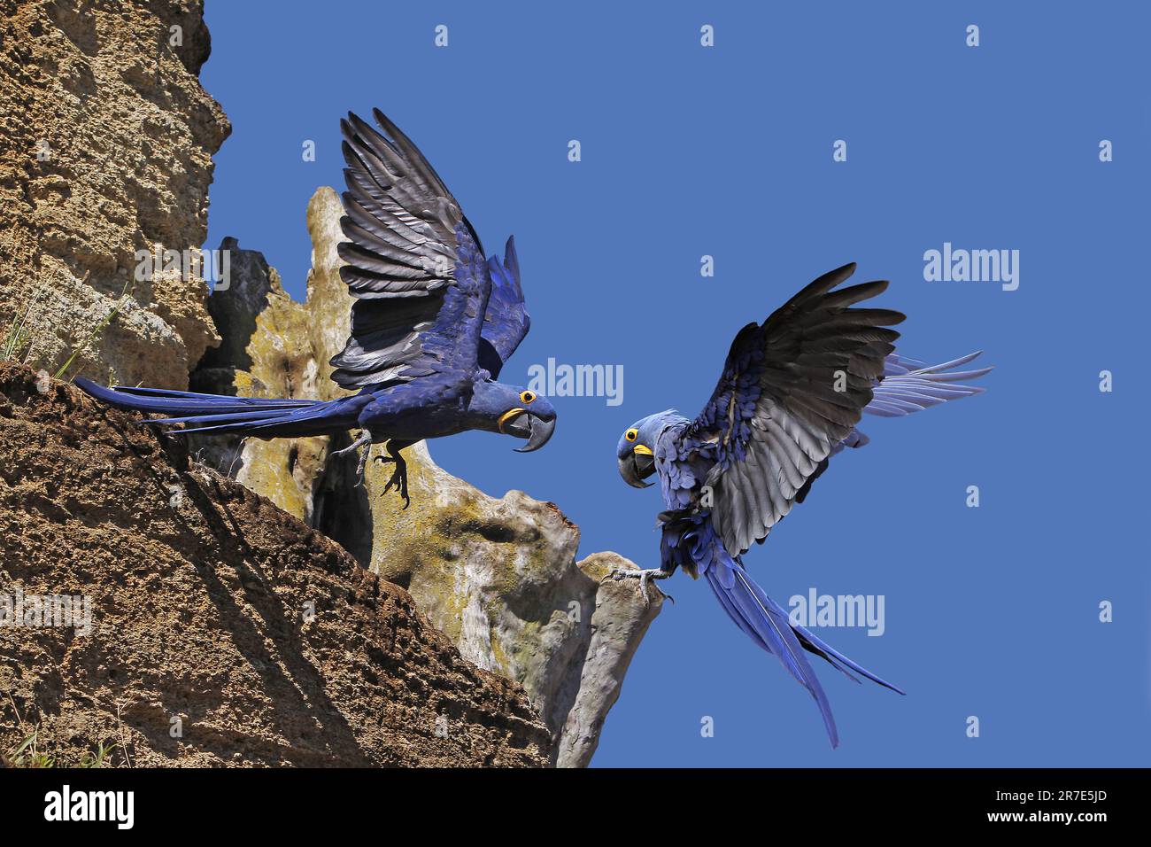 Hyacinth Macaw, anodorhynchus hyacinthinus, Adults in Flight Stock ...