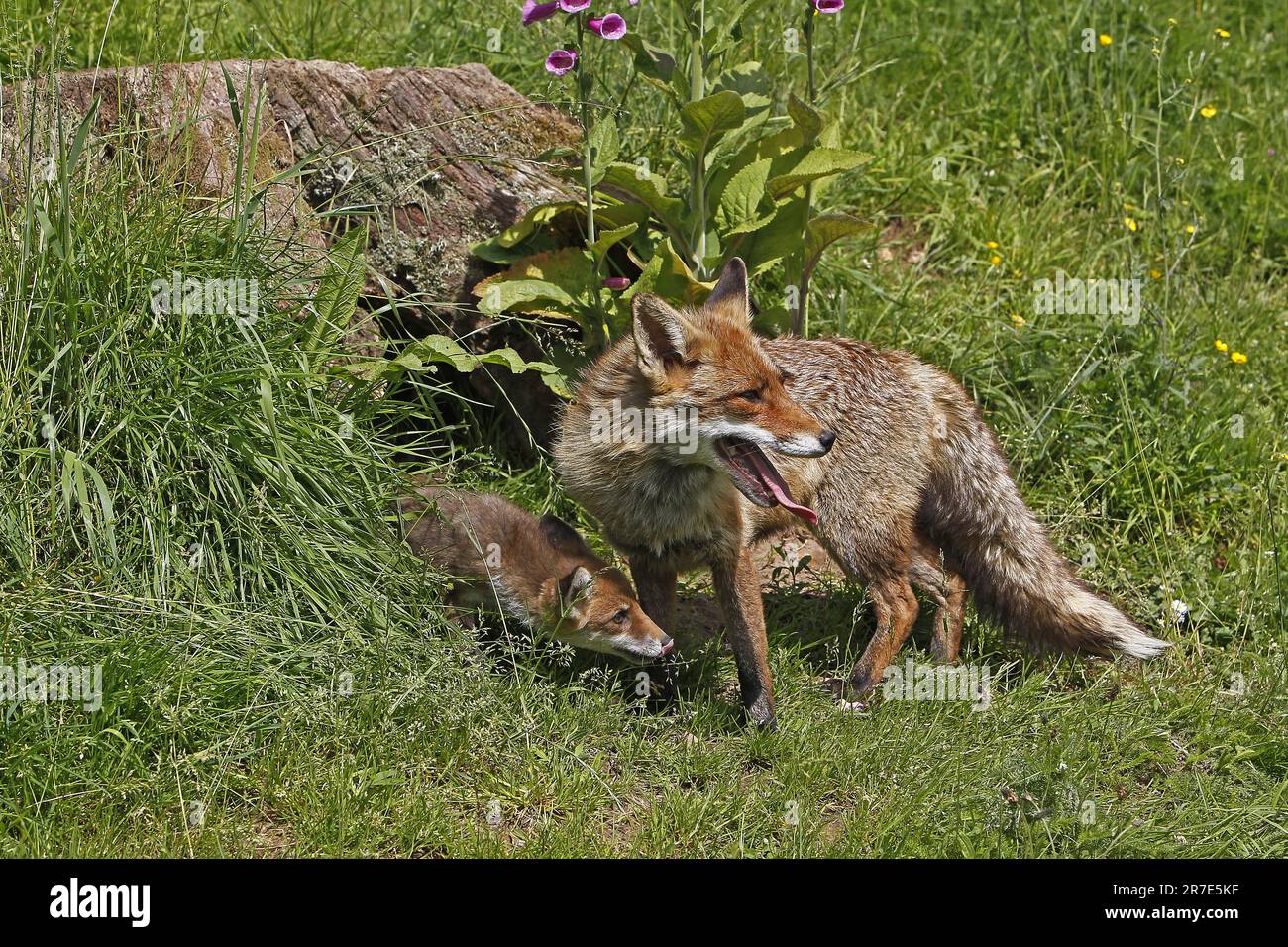 Red fox vulpes female cub hi-res stock photography and images - Alamy