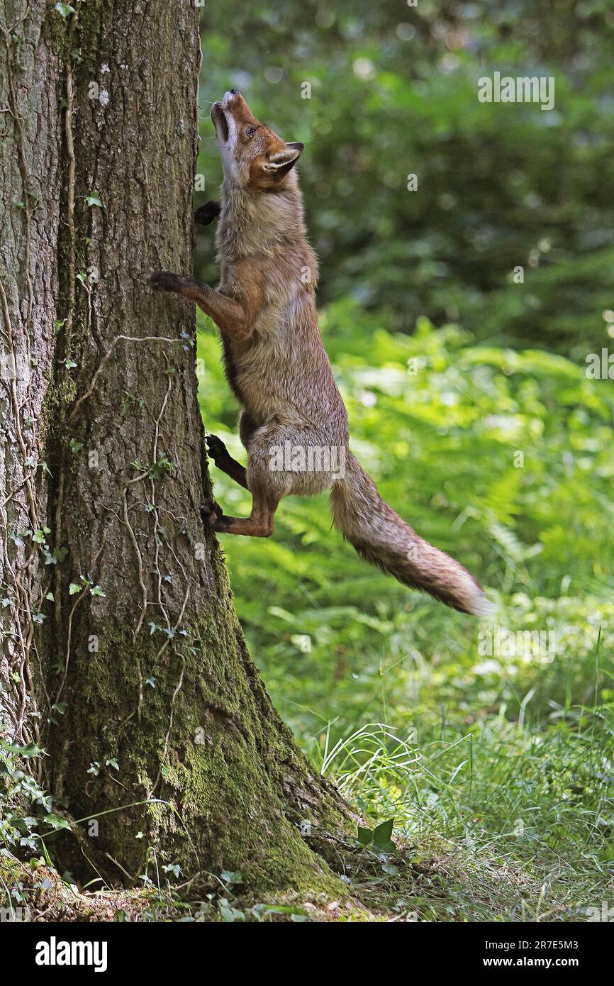 Red Fox, vulpes vulpes, Adult jumping on Tree trunk, Normandy in France ...