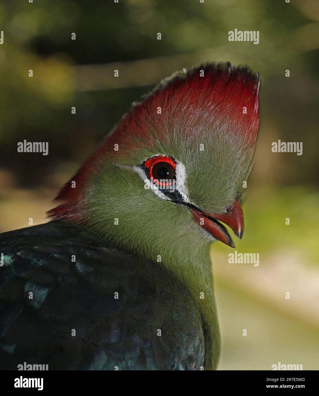 Fischer's Turaco, tauraco corythaix fischeri, Adult with nice Colors ...