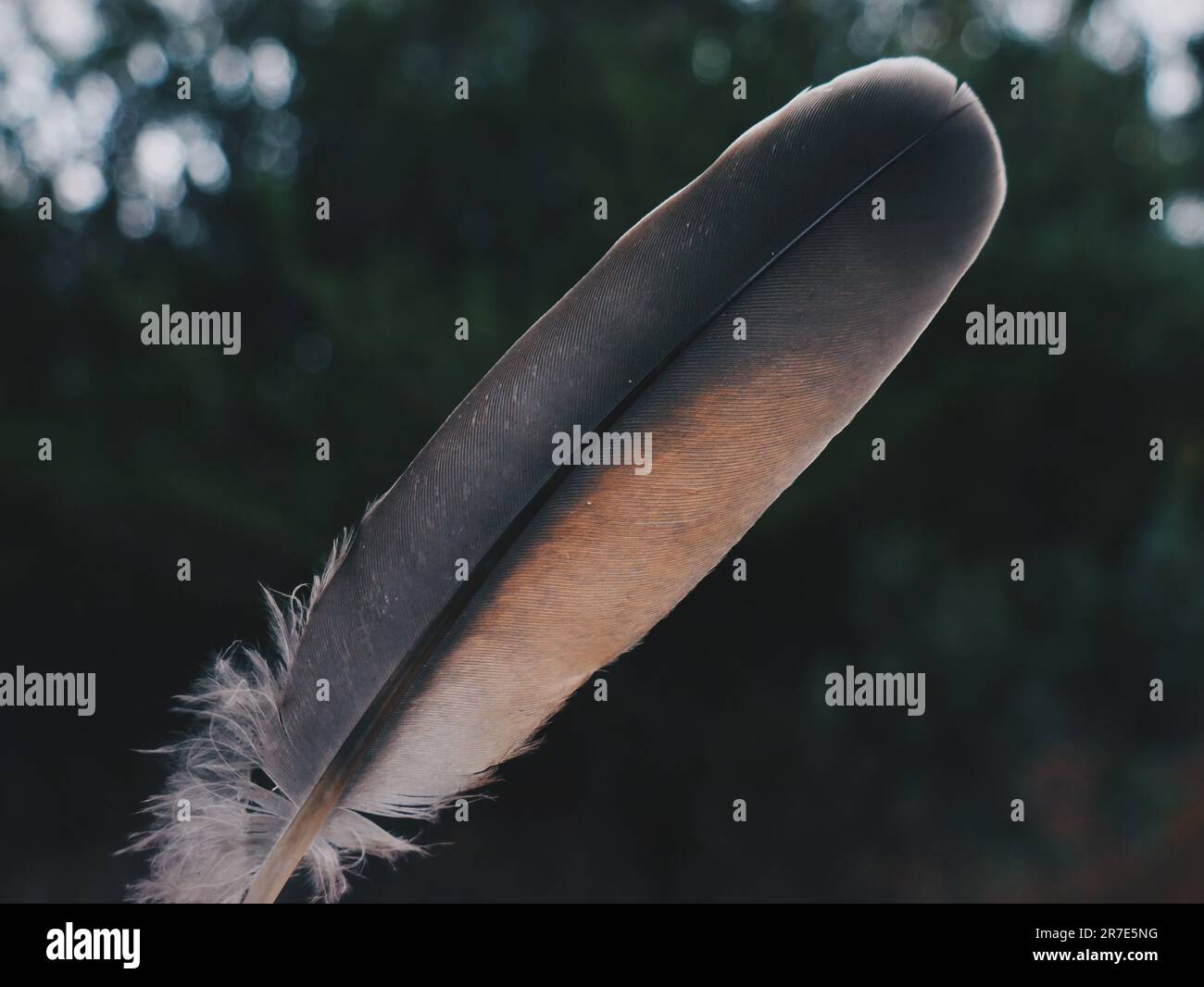 Bird Feather in Australian Bush, Martin Western Australia Stock Photo ...