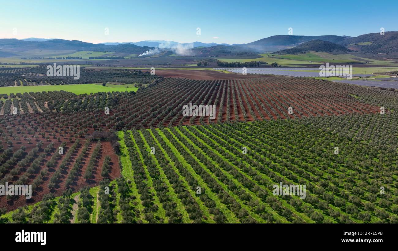 4k Aerial drone view of Olive tree fiel for the production of olive oil ...