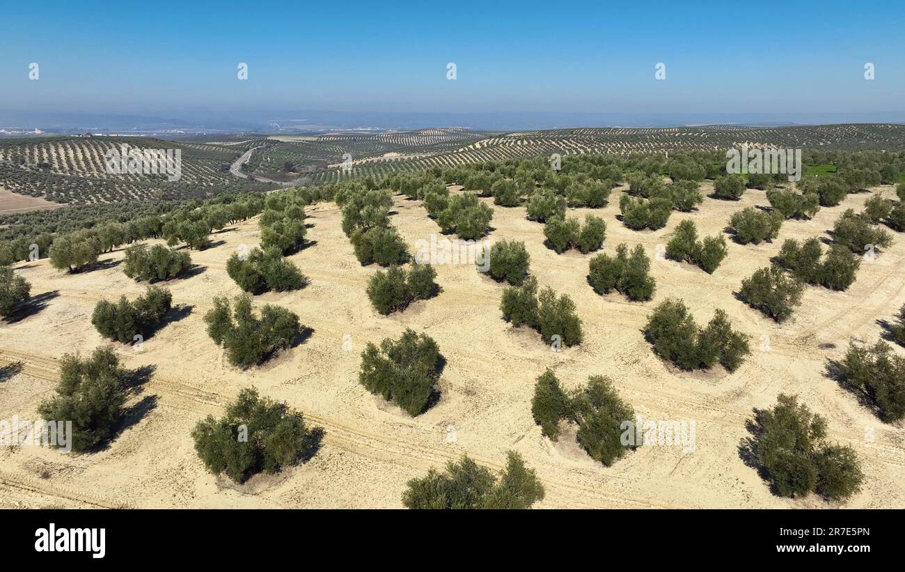 4k Aerial drone view of Olive tree fiel for the production of olive oil ...