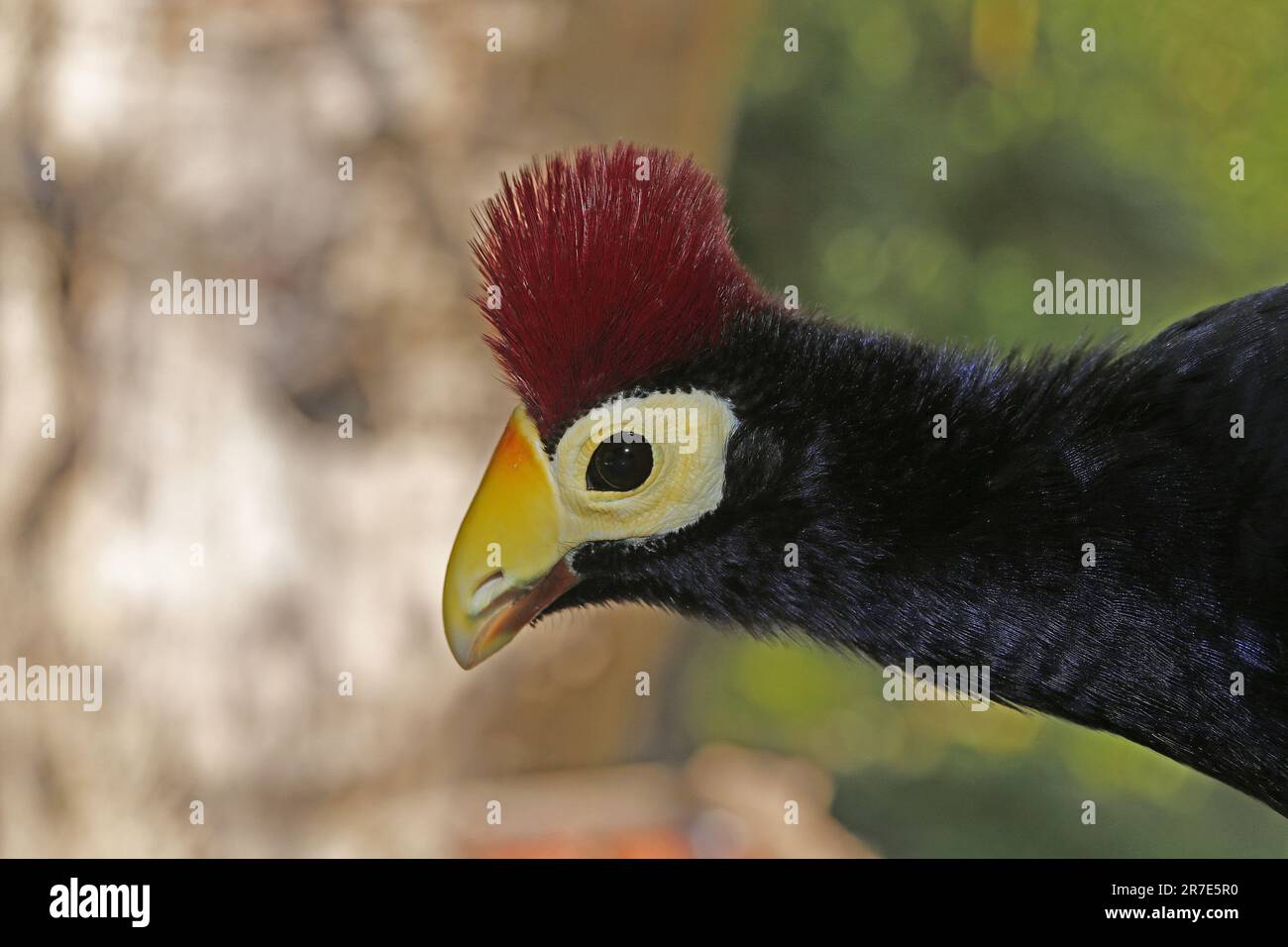 Ross's turaco hi-res stock photography and images - Alamy