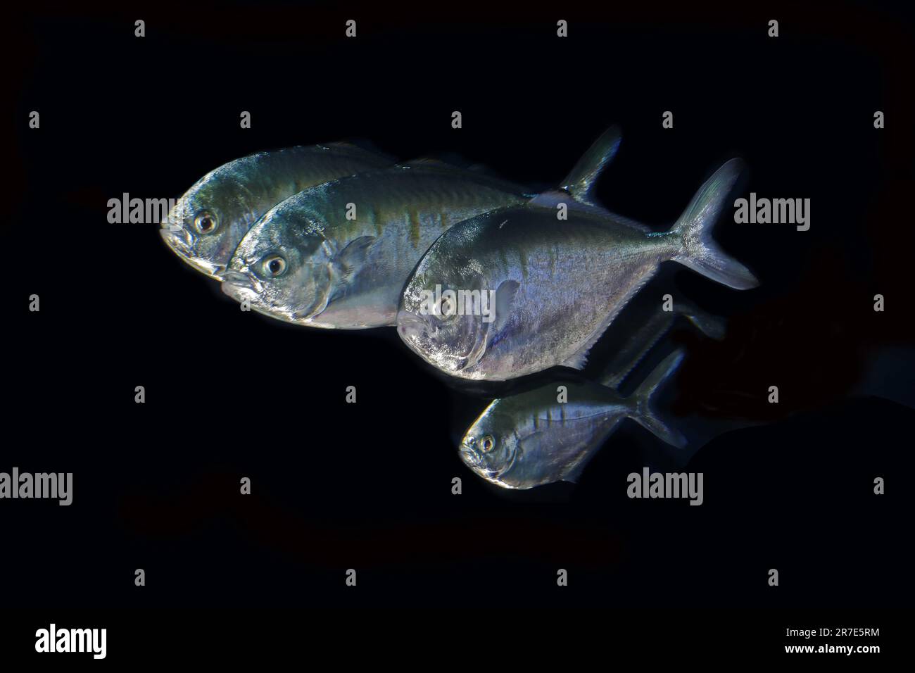 Trachinotus ovatus hi-res stock photography and images - Alamy