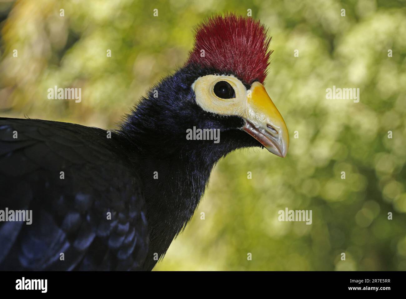 Ross's turaco hi-res stock photography and images - Alamy