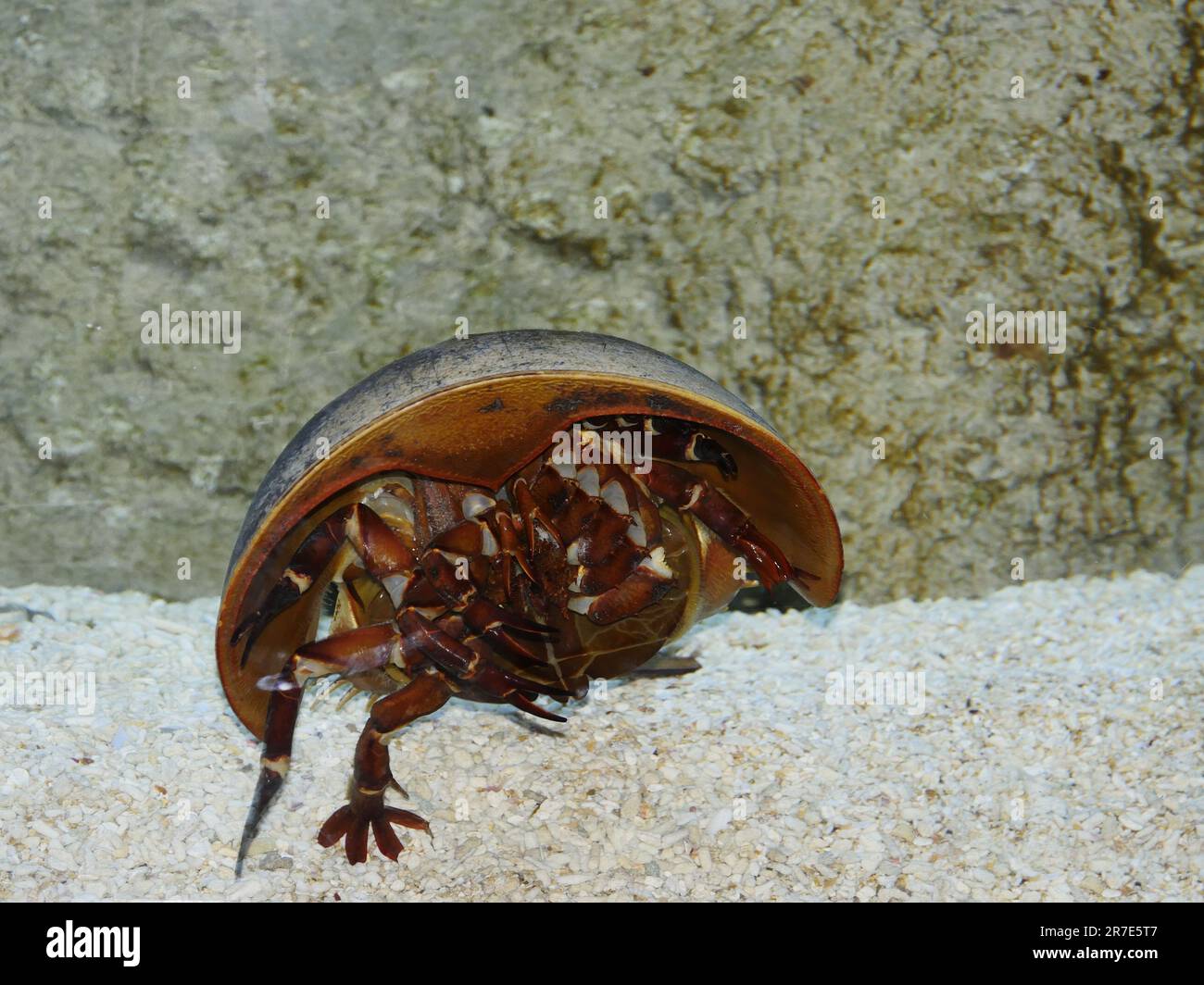 Atlantic Horseshoe Crab, limulus polyphemus Stock Photo - Alamy