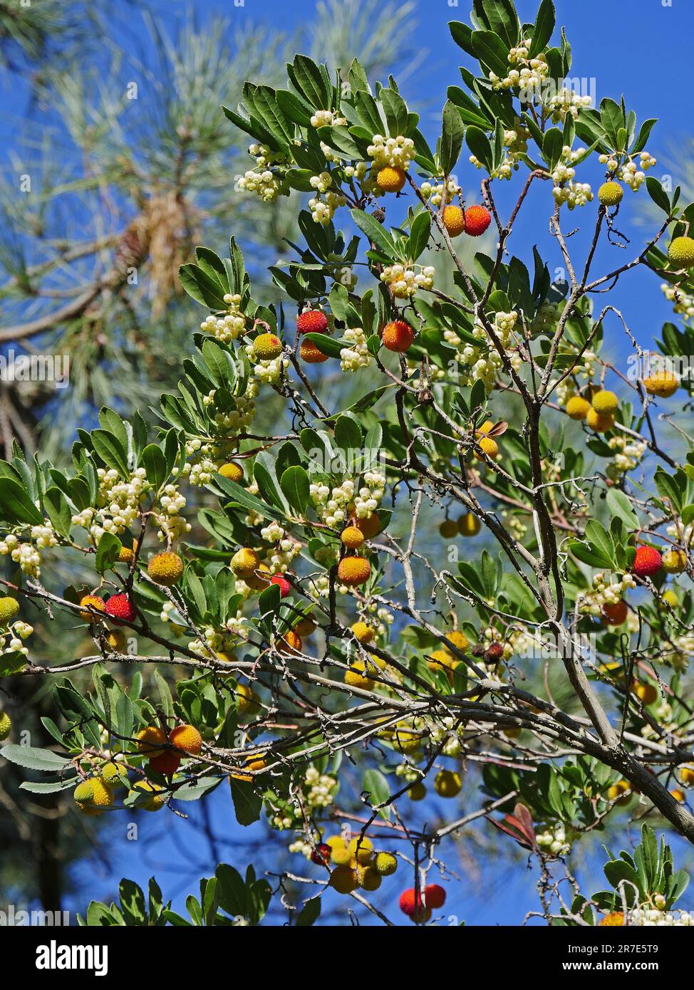 Strawberry tree flowers and fruits, Arbutus unedo, France Stock Photo ...