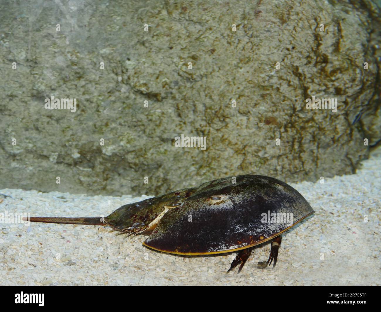 Atlantic Horseshoe Crab, limulus polyphemus Stock Photo - Alamy