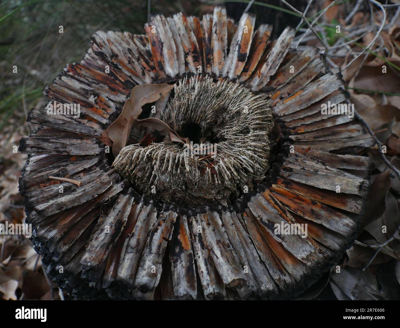 Grasstree hi-res stock photography and images - Alamy