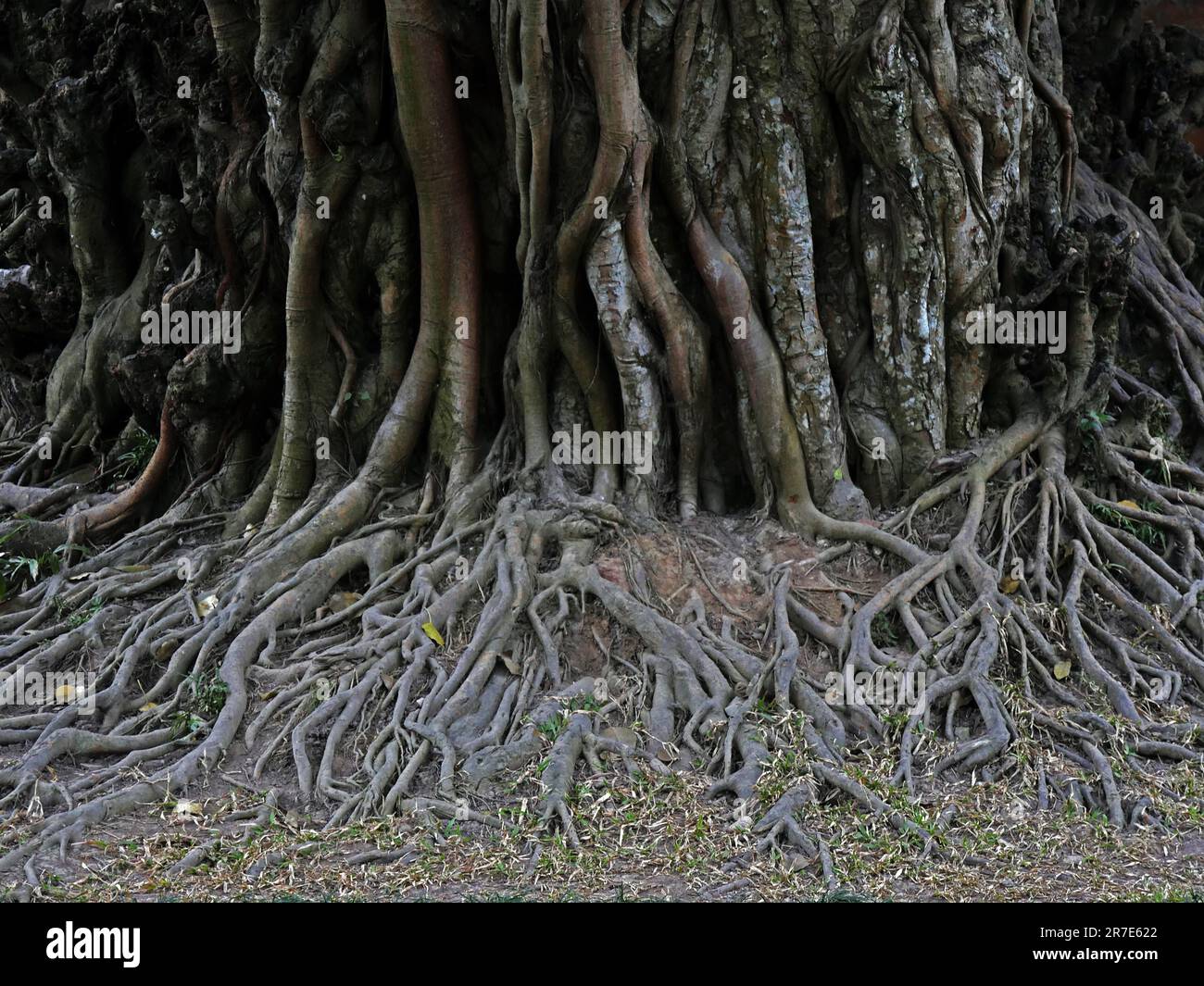 Vietnam, Hanoi, Van Mieu Temple, dedicated to Confusius, build in 1070 ...