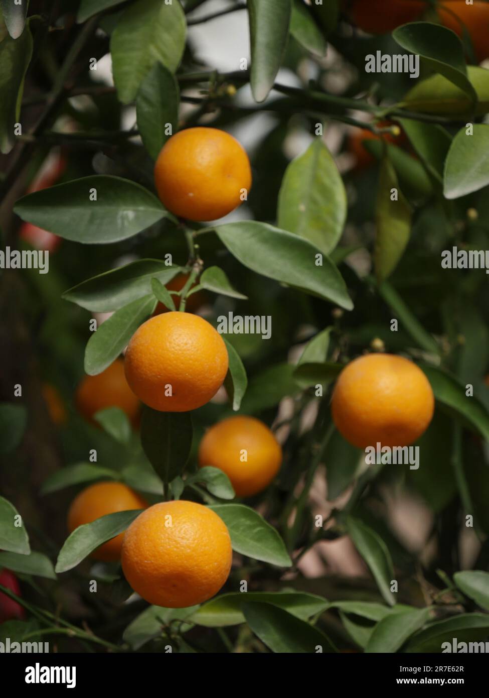 Kumquat, fortunella margarita, Hanoi in Vietnam Stock Photo - Alamy