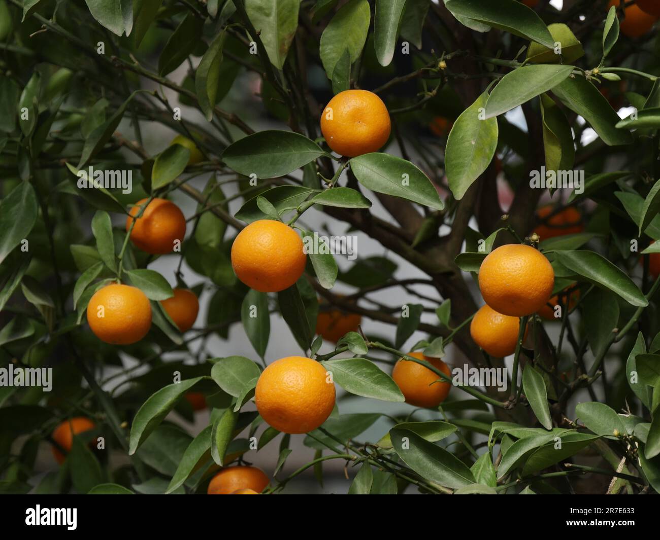 Kumquat, fortunella margarita, Hanoi in Vietnam Stock Photo - Alamy