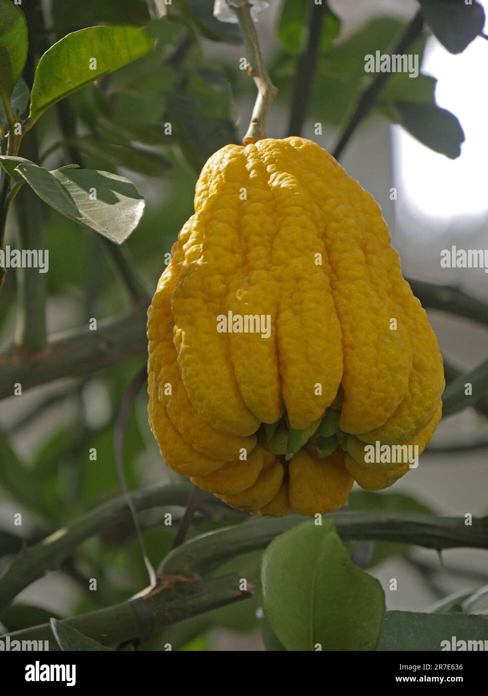 Buddha's Hand, citrus medica sarcodactylis, or the fingered citron, is ...