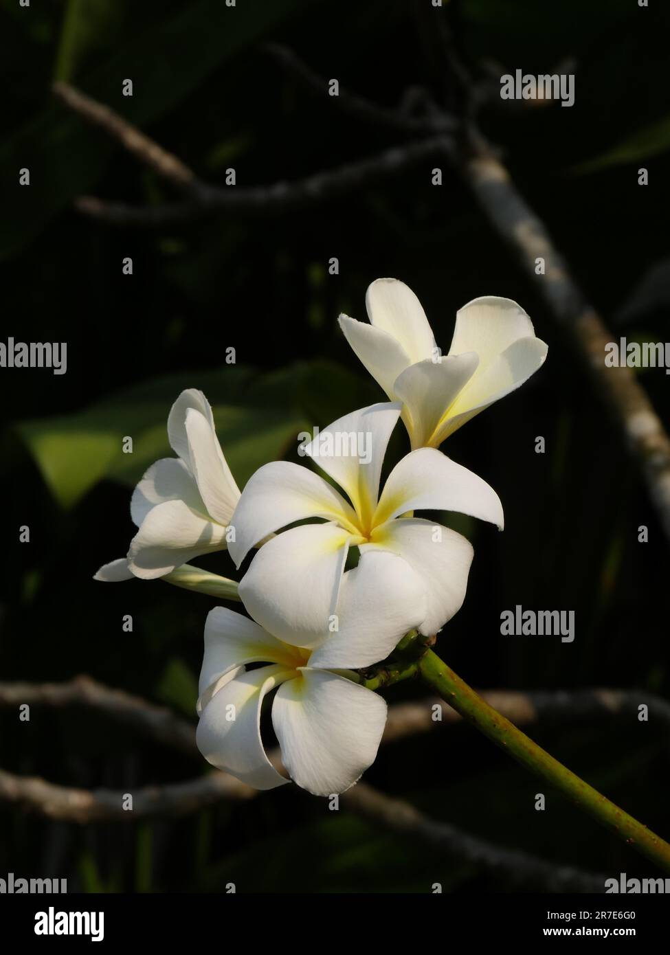 Plumeria tree plumeria sp hi-res stock photography and images - Alamy