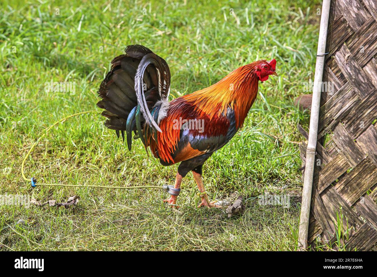 Rooster bred and trained for cockfighting in rural province, cockpit ...