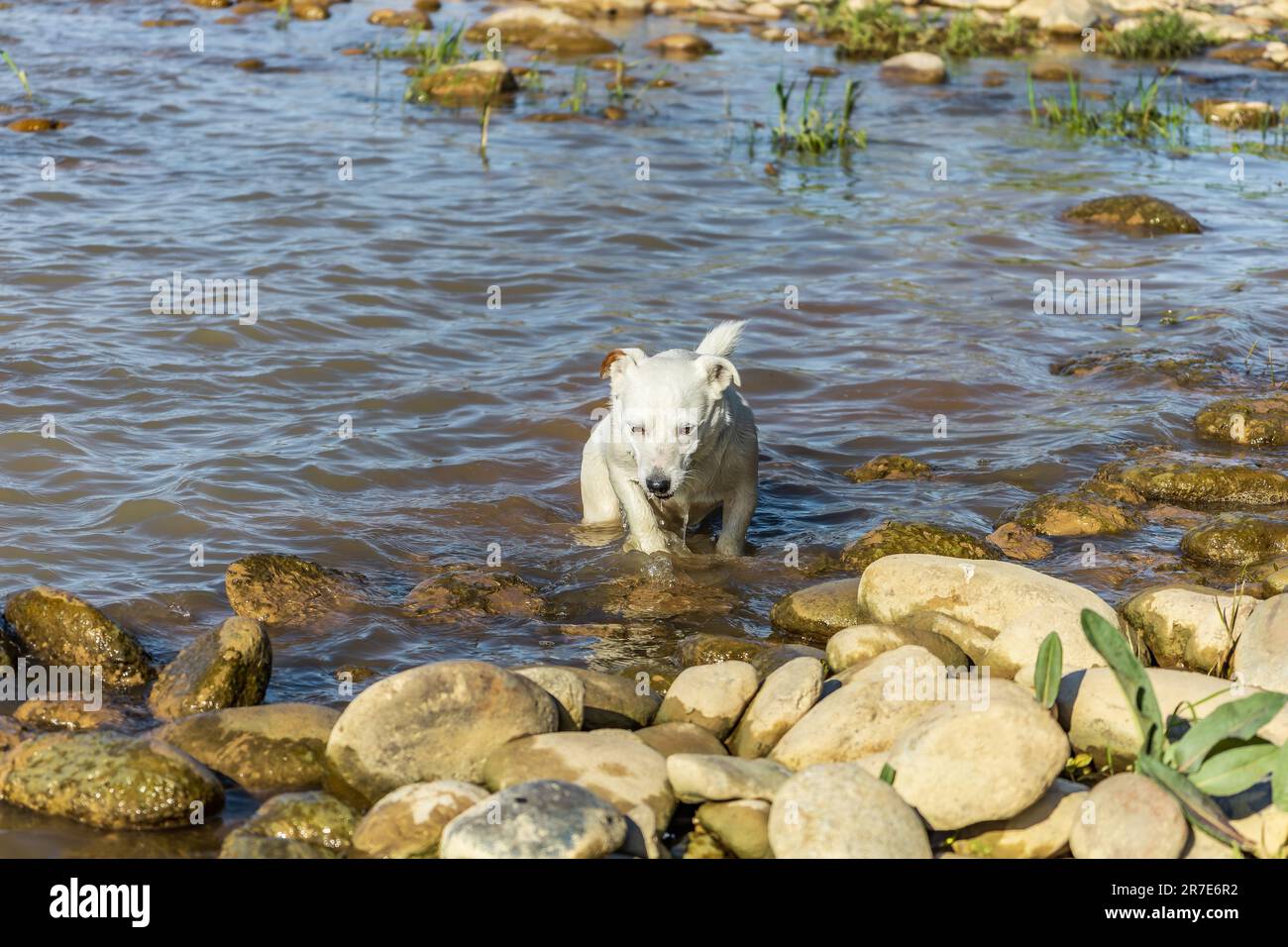 Dog breed Jack Russell Terrier in nature in the wild Stock Photo - Alamy