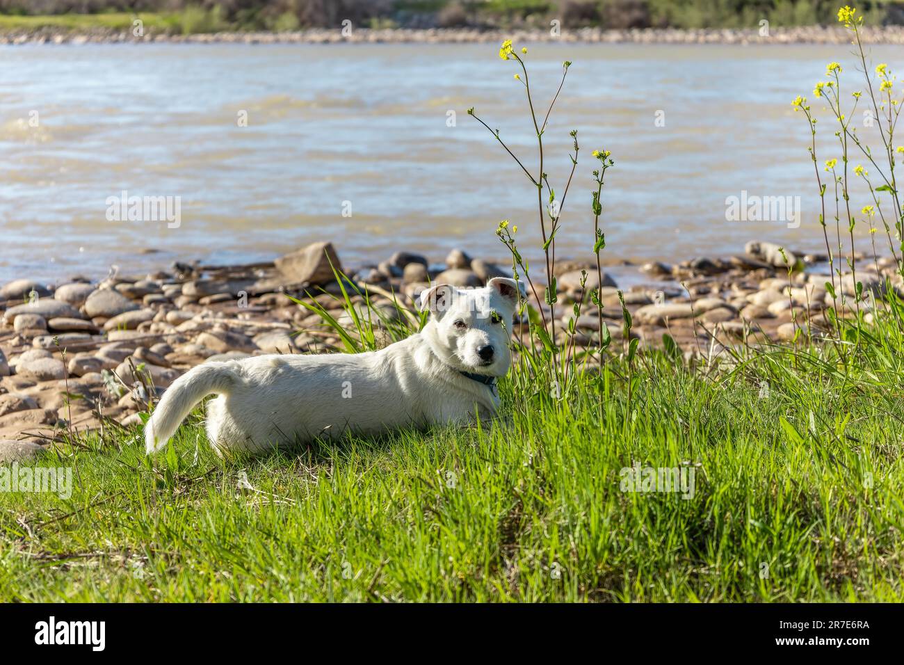 Dog breed Jack Russell Terrier in nature in the wild Stock Photo - Alamy