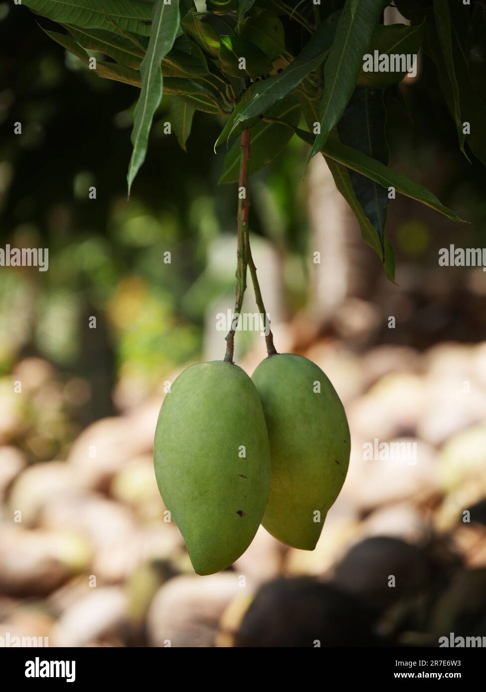 Vietnam mango hi-res stock photography and images - Alamy