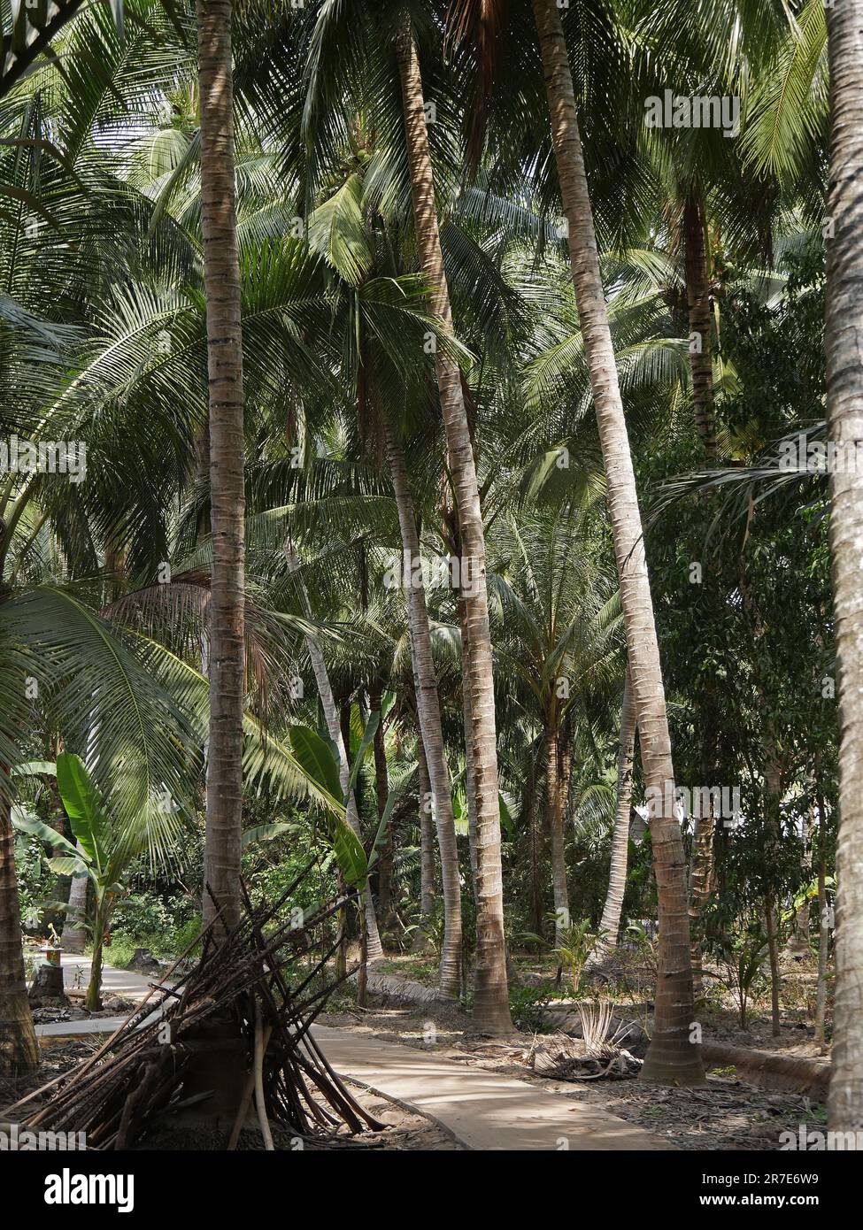 Vietnam, Mekong Delta, Coconut Trees Stock Photo - Alamy