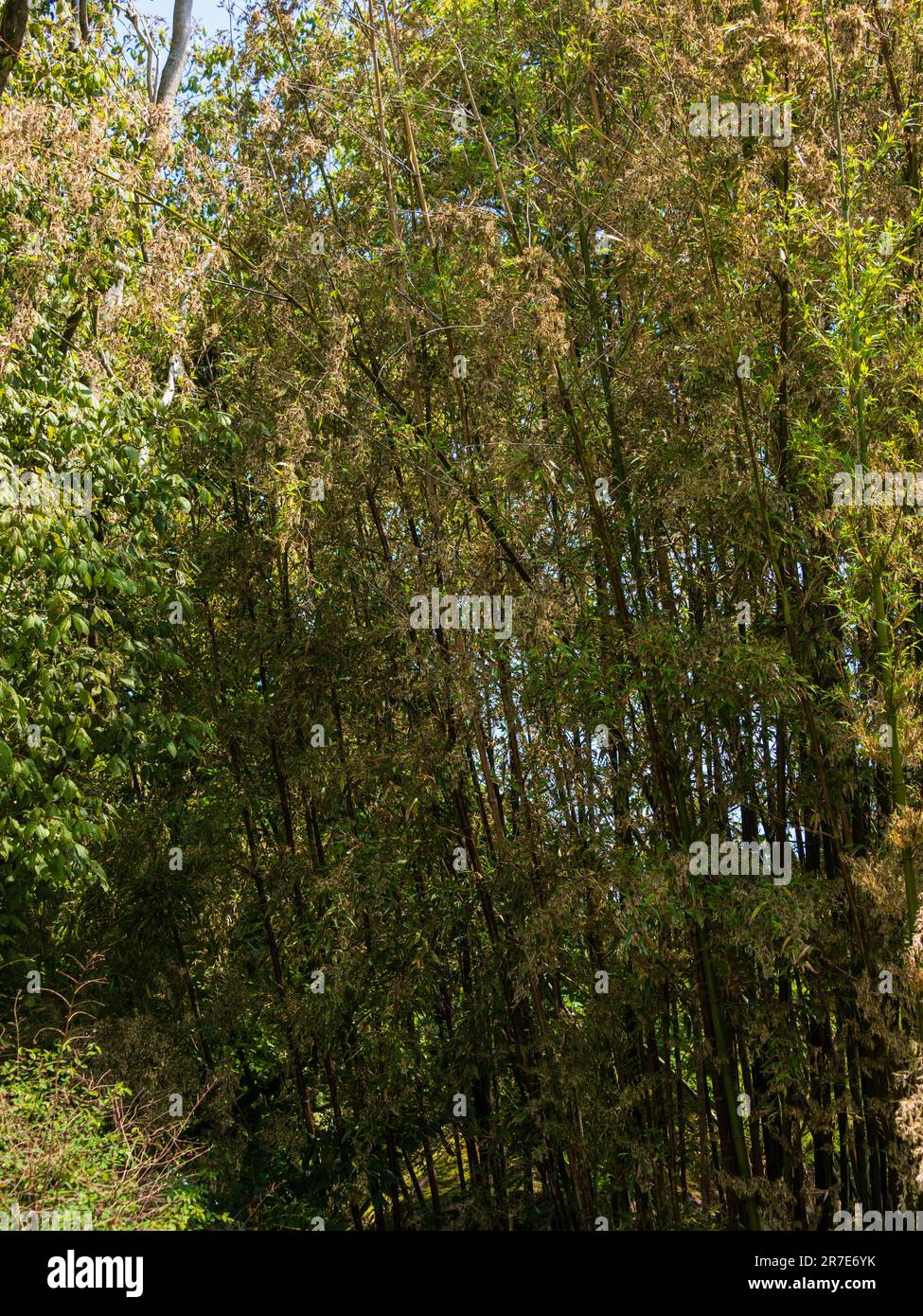 Flowering of the black bamboo, Phyllostachys nigra 'Boryana' marks the ...