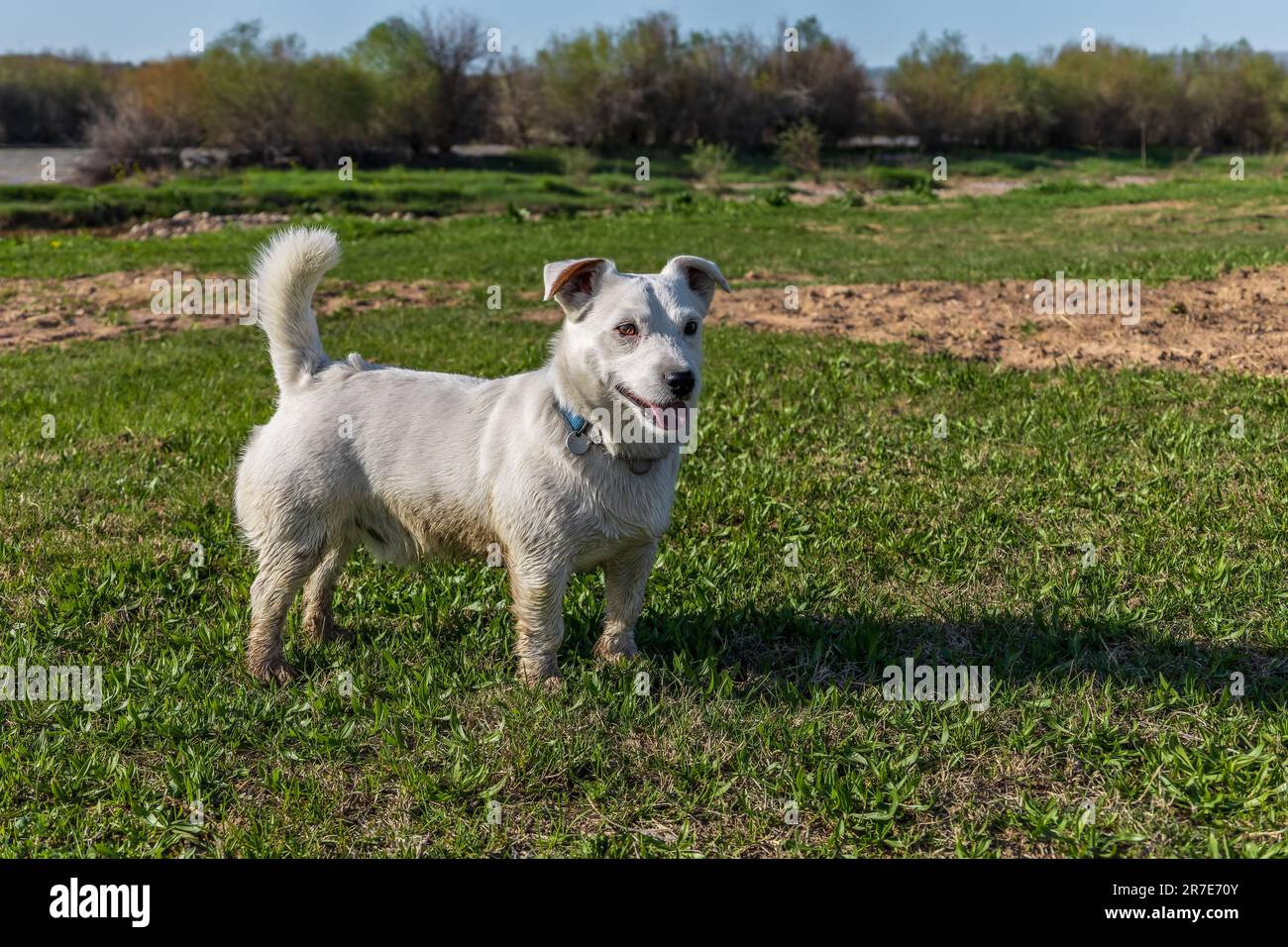 Dog breed Jack Russell Terrier in nature in the wild Stock Photo - Alamy