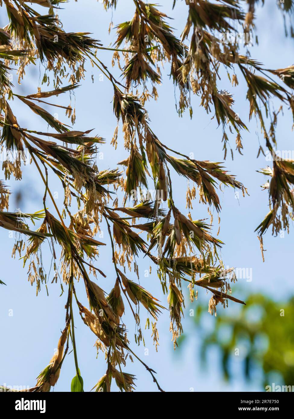 Flowering of the black bamboo, Phyllostachys nigra 'Boryana' marks the ...