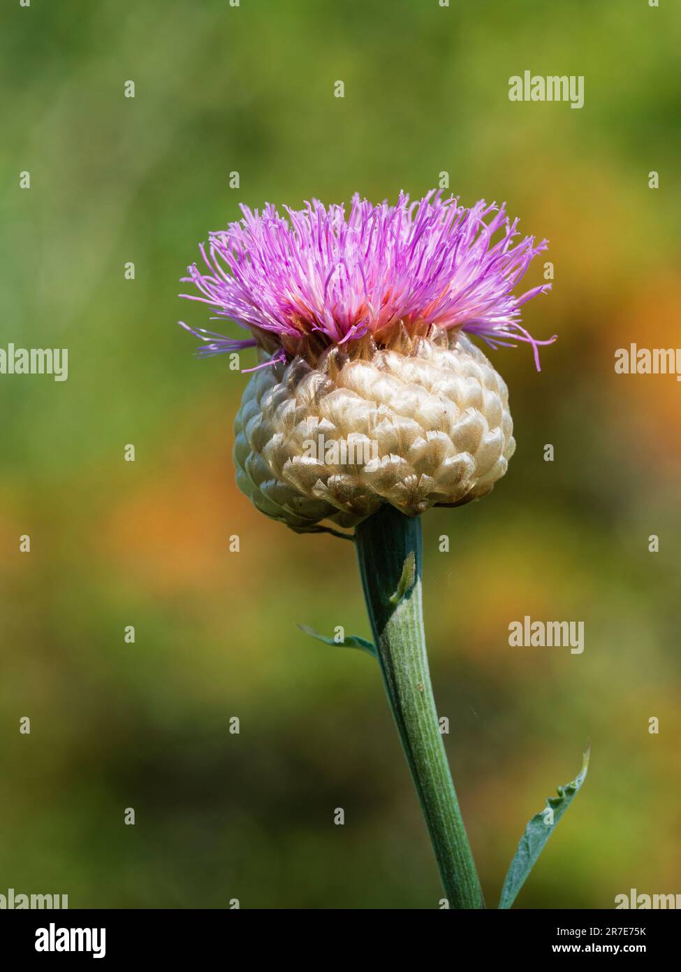 Pink, thistle like flower of the giant centaurea, Rhaponticum ...