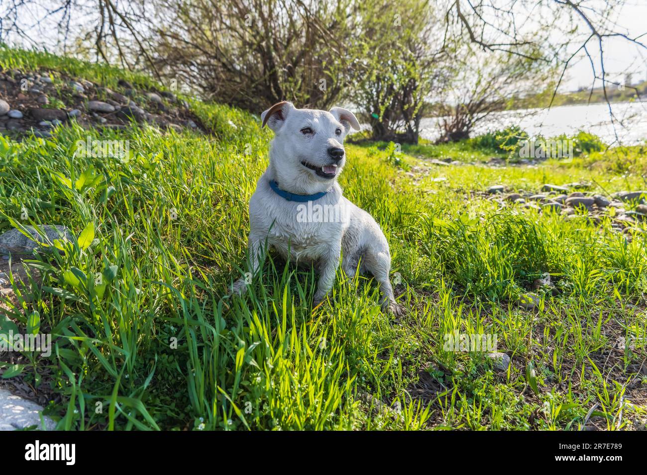 Dog breed Jack Russell Terrier in nature in the wild Stock Photo - Alamy