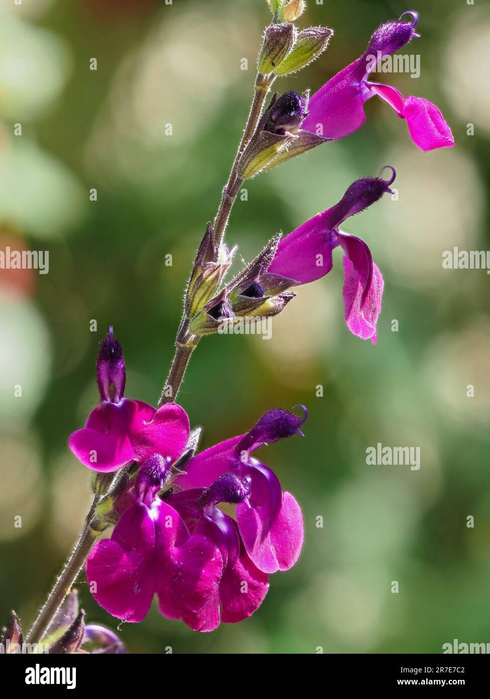 Flowers in the spike of the evergreen, half hardy sub shrub, Salvia ...