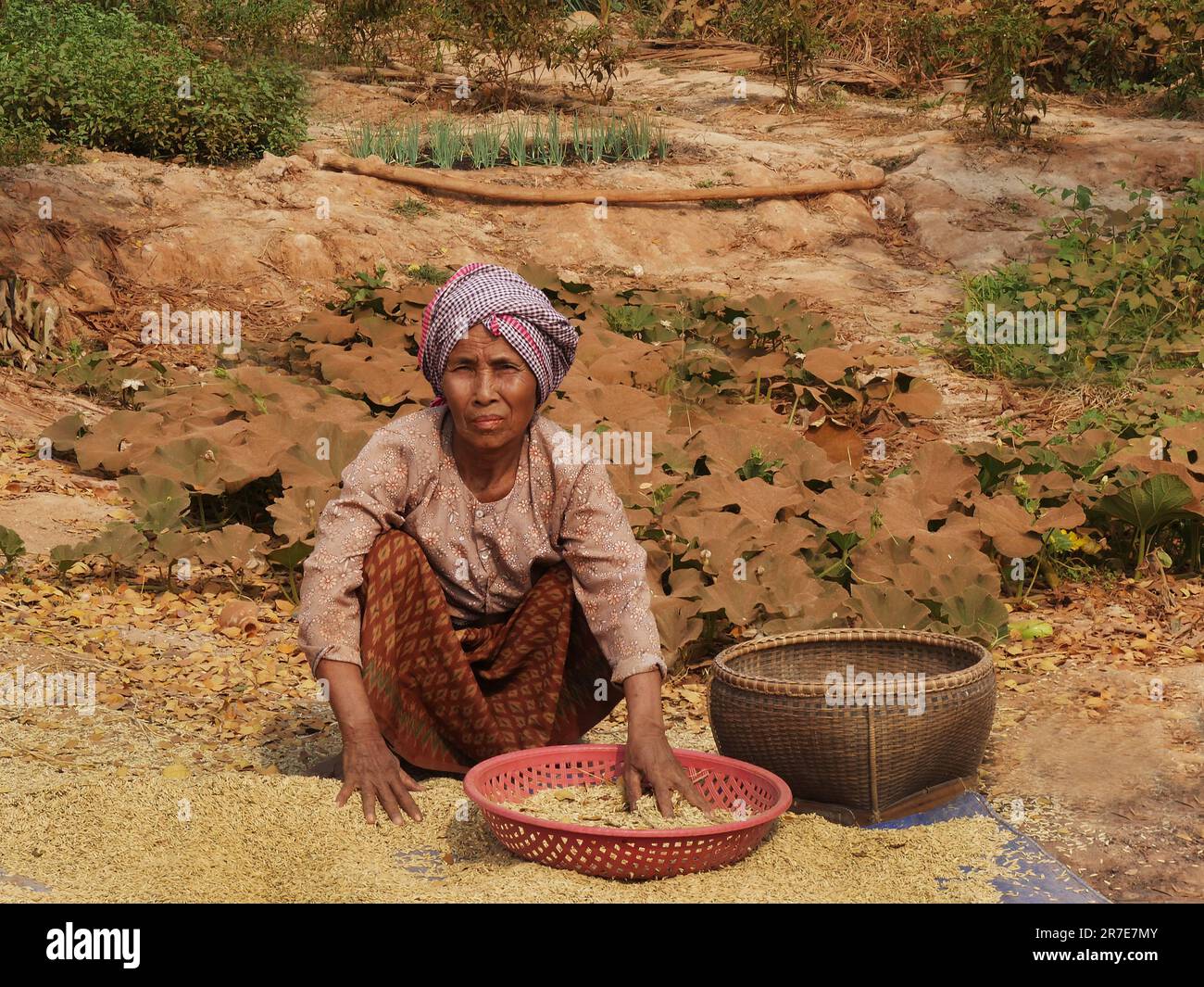 Woman Picking over Rice, Seam Reap, Cambodia Stock Photo - Alamy