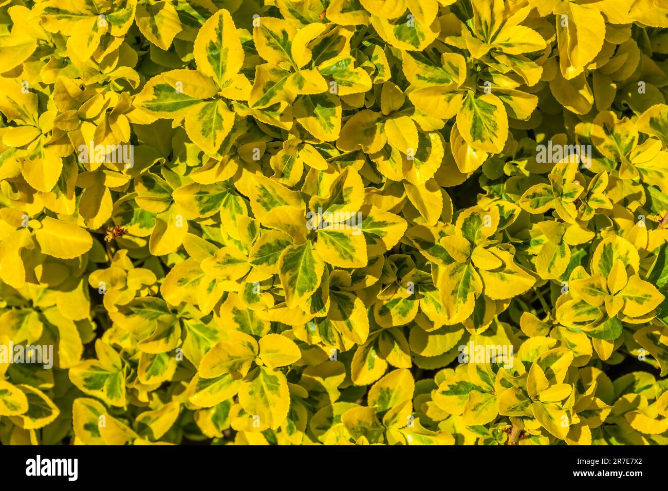 Texture background of a plant leaf for overlay or texture design Stock ...