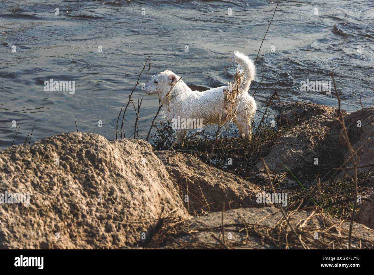 Dog breed Jack Russell Terrier in nature in the wild Stock Photo - Alamy