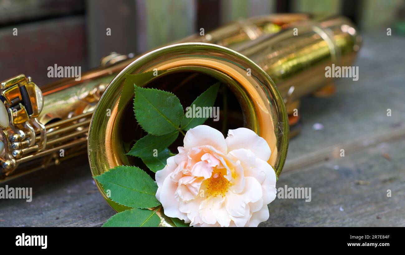 Rose cone flower hi-res stock photography and images - Alamy