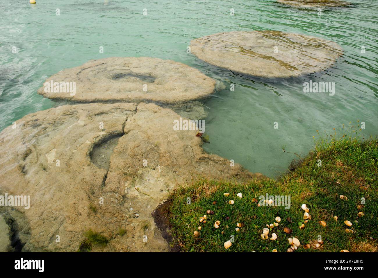 Stromatolite or stromatoliths lives. This formations are dues to the ...