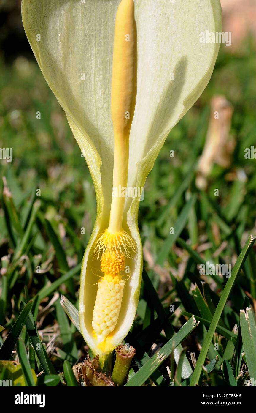 Araceae family hi-res stock photography and images - Alamy