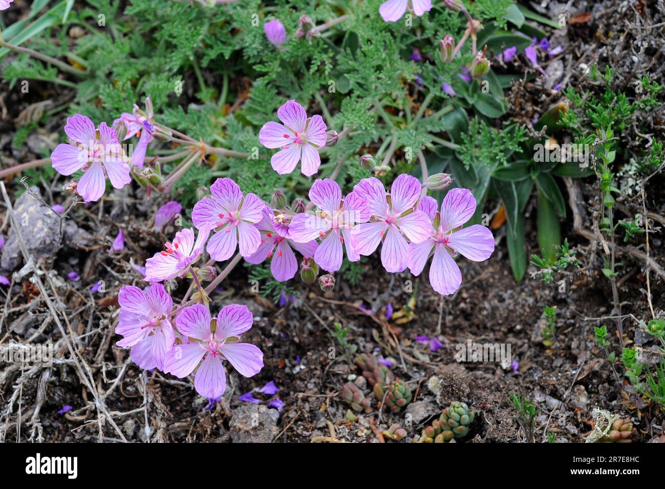 Paular geranium (Erodium paularense) is an endemic plant that lives in ...